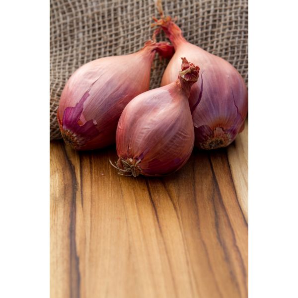 Échalote Française biologique | Les Jardins d'Ambroise | Aliments du Québec