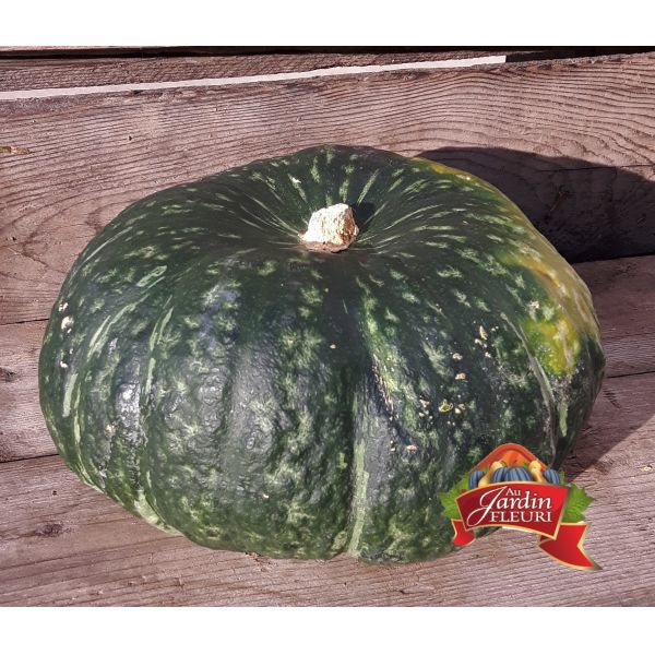 Courge buttercup | Au Jardin fleuri Gilbert et Isabelle Roussel ...