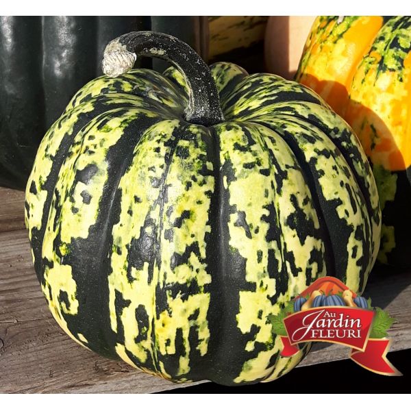 Courge coeur d'or (Heart Of Gold) | Au Jardin fleuri Gilbert et ...