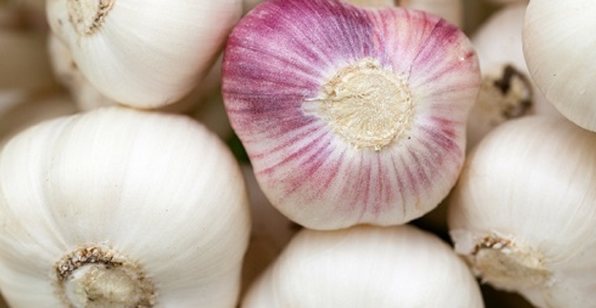 Essayer l'ail du Québec, c'est l'adopter! | Produit à découvrir ...