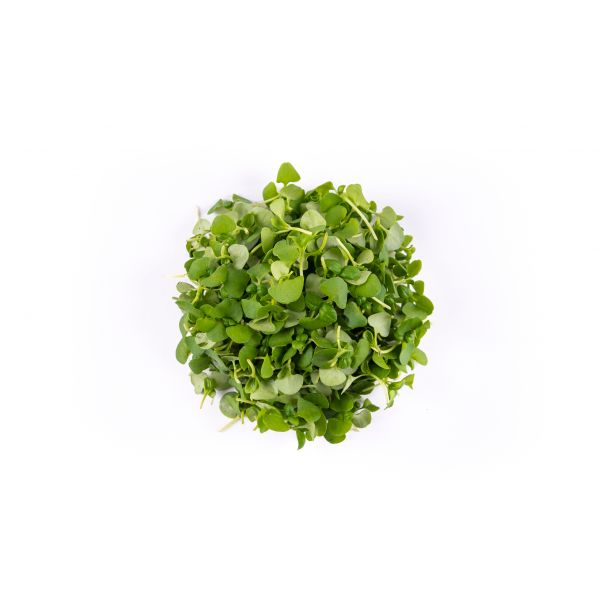 Micro Basilic Vert | Les Jardiniers du Chef | Aliments du Québec