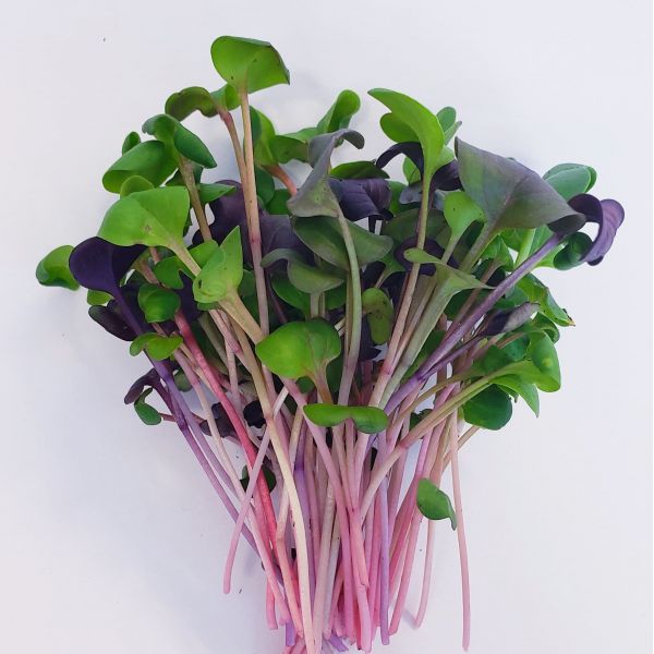 Micropousses de Radis Rubis Rouge | Ferme WILLIKA inc. | Aliments du Québec