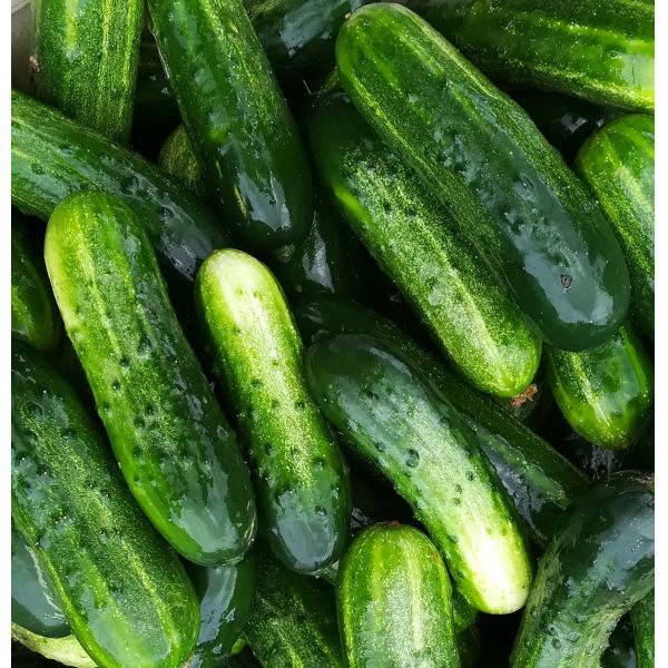 Concombre vert | Ferme Degau | Aliments du Québec