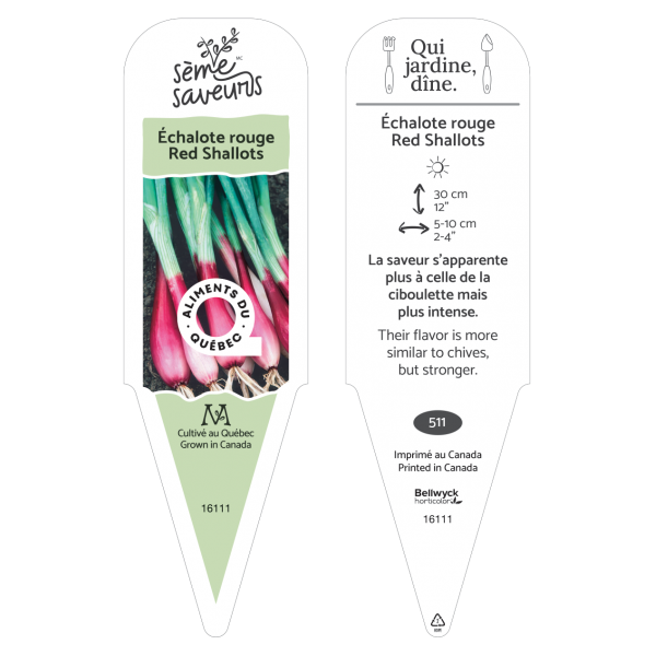 Plant d'Échalotte rouge | Sème-Saveurs | Aliments du Québec