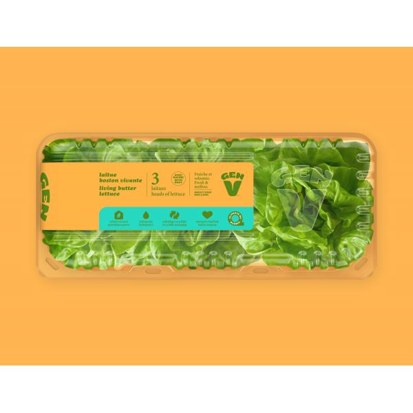 Living Butter Lettuce - 3 heads of lettuce | Cultures Gen V inc ...