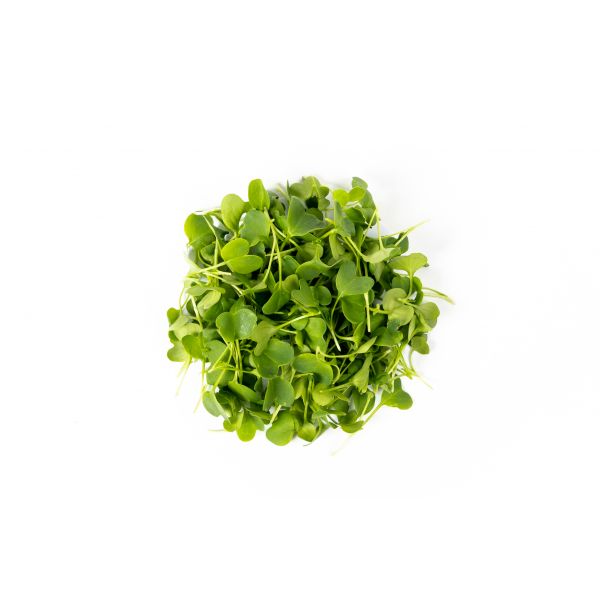 Mini Radis Vert | Les Jardiniers du Chef | Aliments du Québec
