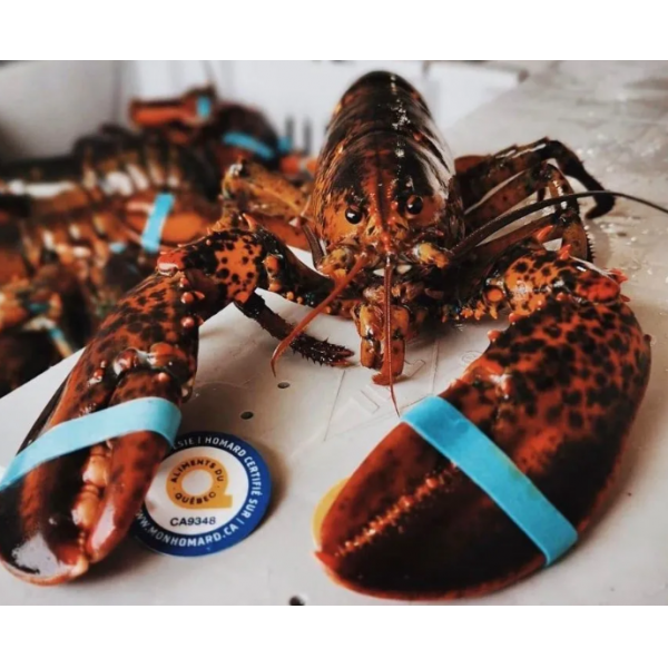 Homard vivant | Regroupement des pêcheurs professionnels du sud de la ...