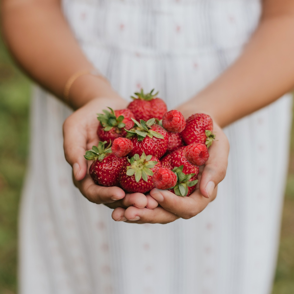 À la découverte des fraises et framboises d’automne | Bon à savoir ...