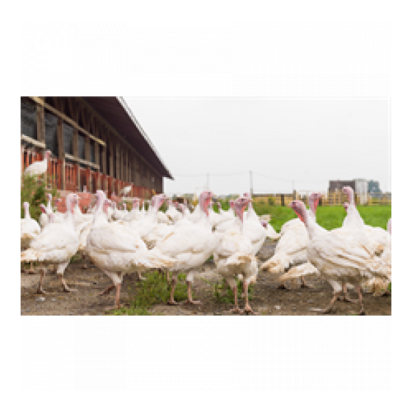 Dinde Biologique | LES FERMES SAINT-VINCENT INC. | Aliments du Québec