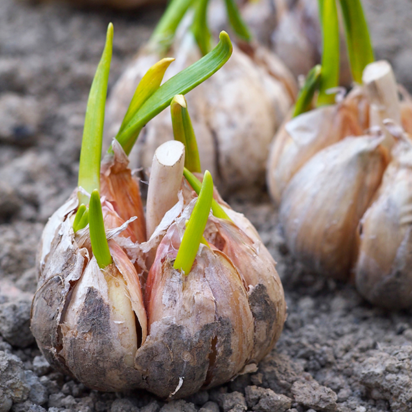 L’ail : un petit légume aux grandes vertus! | Bon à savoir | Blogue ...